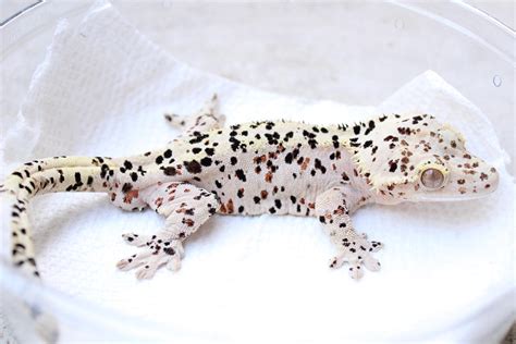 Gateway Geckos Gateway Geckos Added A New Photo