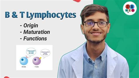 T Lymphocyte B Lymphocyte Origin And Maturation Microbiology Bangla Lecture Youtube