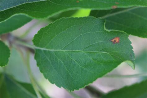 Bazaar Cv Apple Leaf Disease Detection · Hugging Face