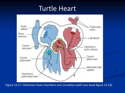 Turtle Circulatory System