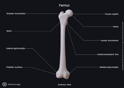 Proximal Femur Anatomy