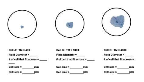 2 2 Lab Exercise 2 The Microscope Medicine Libretexts