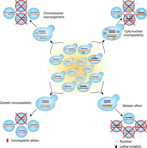 What Is Reproductive Isolation At Ali Lemmone Blog