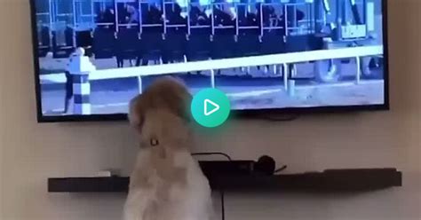 Dog Day Sunday When Youve Taken A Punt On The 1 Oclock Race