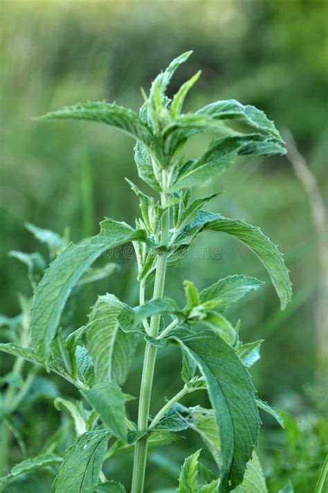 Mint Long Leaved Mentha Lonolia Grows In Nature Stock Image Image Of Floral Closeup 170527539