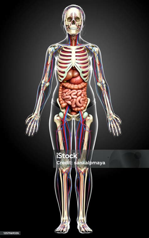 여성 내부 장기 골격 및 순환 시스템의 의학적으로 정확한 그림을 렌더링한 3d 3차원 형태에 대한 스톡 사진 및 기타 이미지 3차원 형태 건강관리와 의술 과학