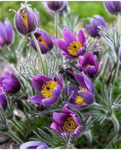 Buy Rare Unusual And Exciting Plants Hayloft Pulsatilla Vulgaris Purple