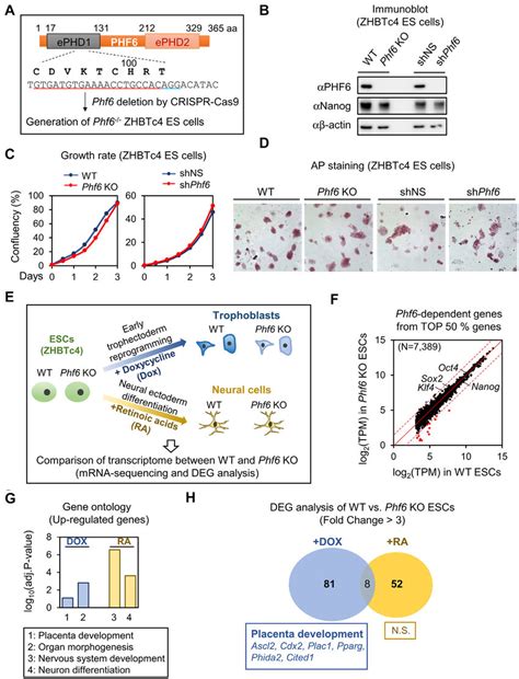 Phf6 Deficiency Caused Defects In Trophectoderm Differentiation From Download Scientific
