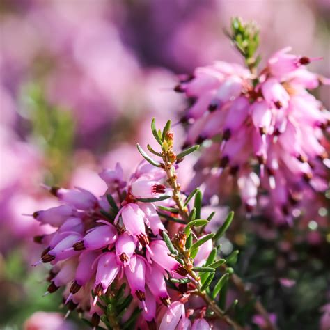 How To Grow Erica Heath