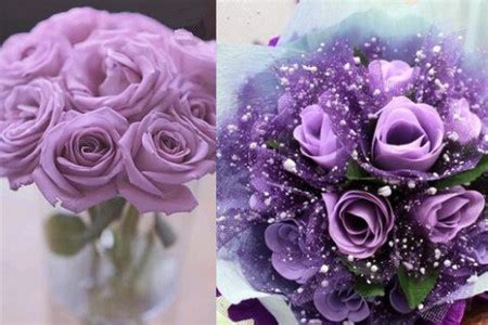 紫色玫瑰代表什么图紫色玫瑰代表什么意思 如何避免送错花的尴尬 伊秀花草 yxlady