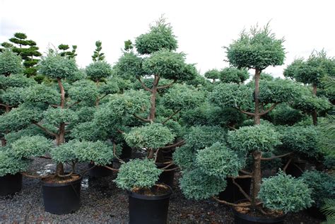 Pom Cypress Example At Leon Hendricks Blog