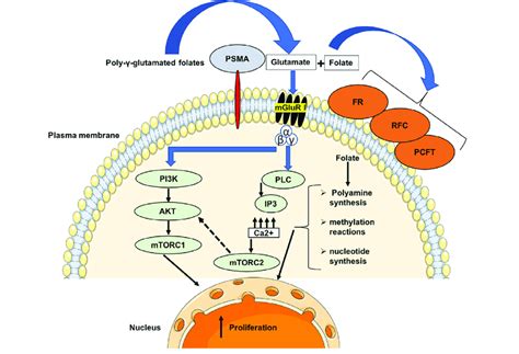 The Role Of Psma In Tumorigenesis Psma Hydrolyses Poly Glutamated Download Scientific Diagram