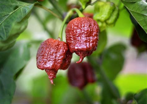 Defko Pepper Seeds Etsy