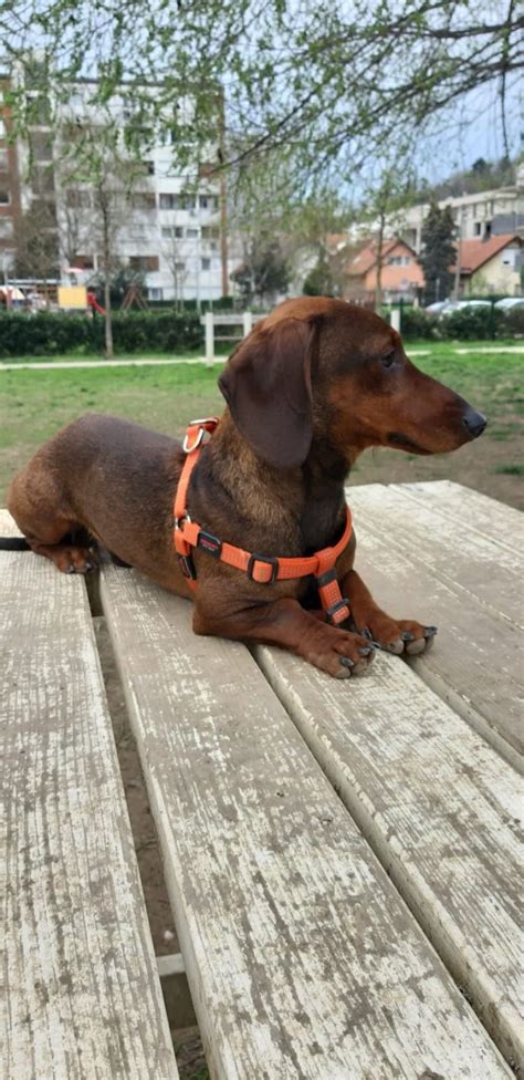 Mini Jazavčar Za Parenje