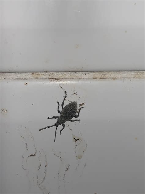 What Is This Beetle Type Bug Found A Few In A Uk Kitchen With Lots Of