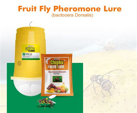 Chipku Fly Magnet Trap Useful In Mango Papaya Sapota Guava Pomegra