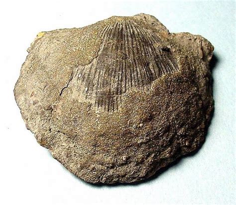 Brachiopod Archives Cochise College Geology