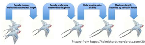 Evolutionary Process Week Sexual Selection Flashcards Quizlet