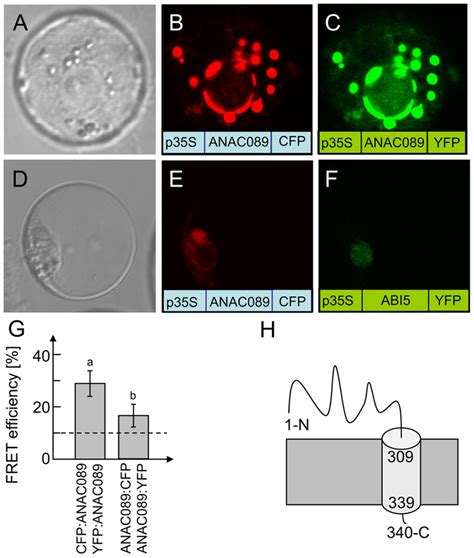 Subcellular Localization Of Anac089 In A Thaliana Protoplasts A Download Scientific Diagram
