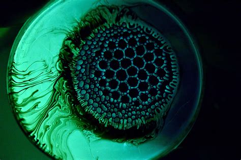 How To Set Up Your Own DIY Bio Lab Make Biohacking Micro Garden Lab