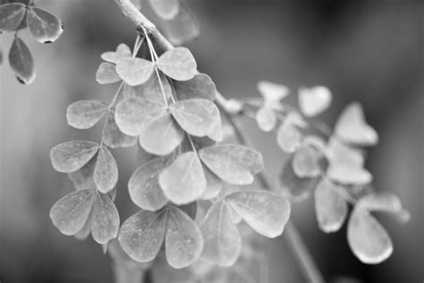 Cancerophobia Or Carcinophobia The Fear Of Cancer Hypnosis Berlin