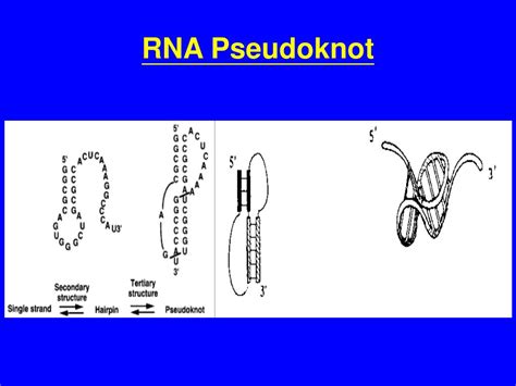 Ppt Introduction To The Rna Folding Problems Powerpoint Presentation Id 1785858