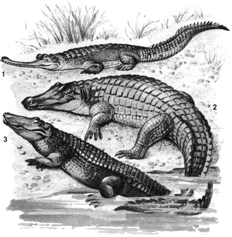Рисунки крокодилов (Большая подборка фото) - drawpics.ru
