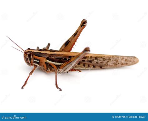 Grasshopper Stock Image Image Of Bird Insect Close 19619765