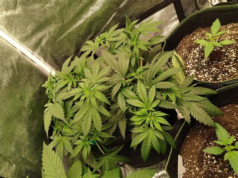 Showing Sex Flower How Soon Magazine