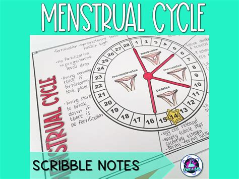 Menstrual Cycle Notes Scribble Notes Teaching Resources