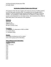 Lab Building Proteins From RNA Pdf Lab Report Building Proteins From RNA By Kaitlyn Styles