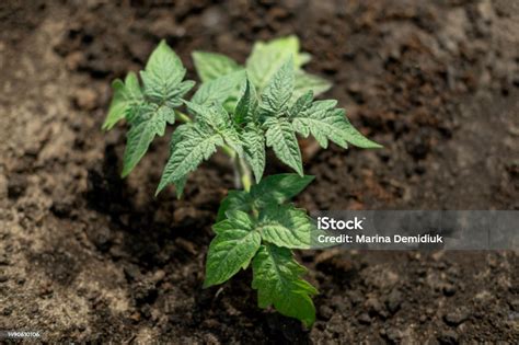 검은 비옥 한 토양에서 자라는 젊은 녹색 토마토 식물 평면도 오버헤드 야채 묘목은 비옥 한 흙에 있습니다 정원 가꾸기 모형 텍스트를 위한 여유 공간이 있는 농장 모형입니다