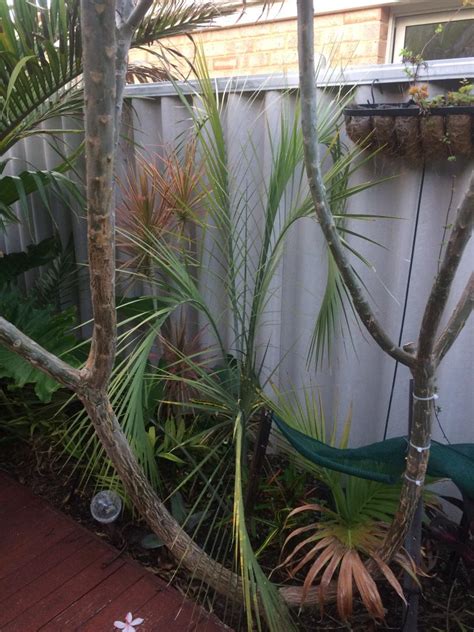 What Types Of Palms Grow In Perth Australia DISCUSSING PALM TREES WORLDWIDE PalmTalk