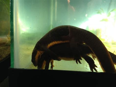 Amplexus Newts And Salamanders Portal