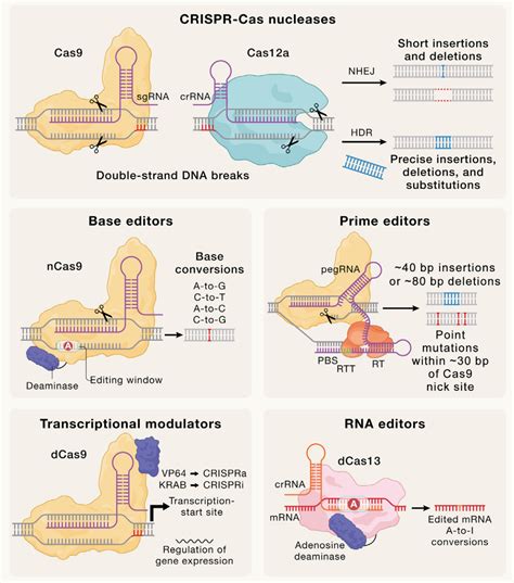 Cell综述：crispr基因组编辑技术的过去、现在和未来 生物科技 健康一线资讯