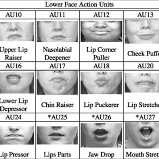 Examples From Different Facial Action Units AUs Friesen And Ekman Download Scientific
