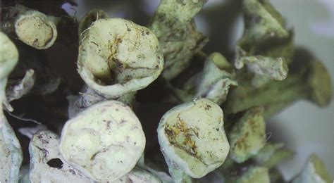 Use Of Colour To Accentuate The Structure Of Lichen