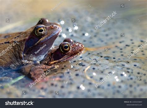 Frog Sex Images Stock Photos Vectors Shutterstock