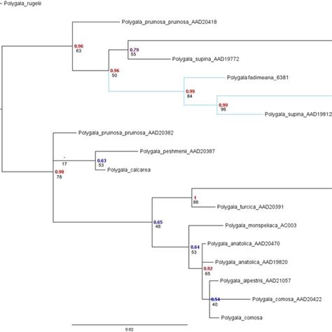 Bayesian Majority Consensus Tree Showing The Position Of The New