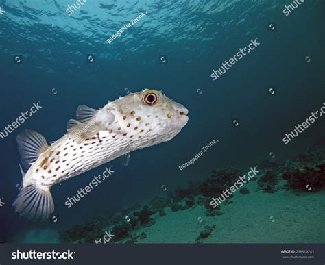 Spotted Burrfish