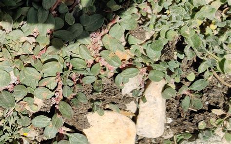 Polygonum Eflora Of India
