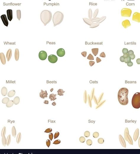 How To Label Seeds At Emma Lowell Blog