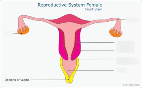 Diagram Of Female Reproductive Organ Quizlet