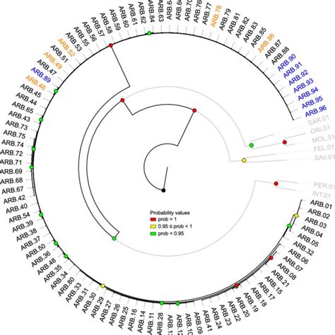 Majority Rule Consensus Phylogenetic Tree Resulting From Bayesian