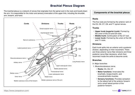 Brachial Plexus Diagram