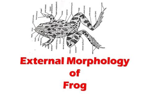 External Morphology Of Frog Diagram