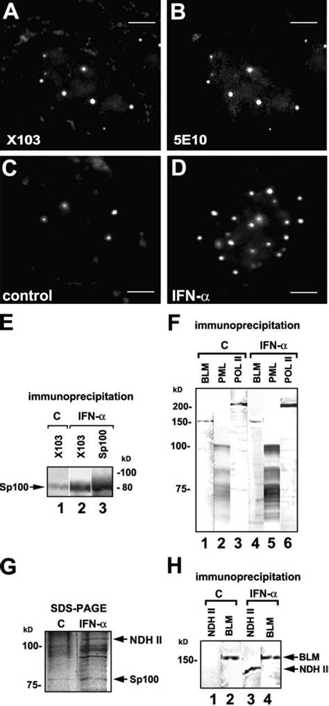 Ndh Ii Is Present In Pml Nbs Upon Ifn α Induction A And B Double