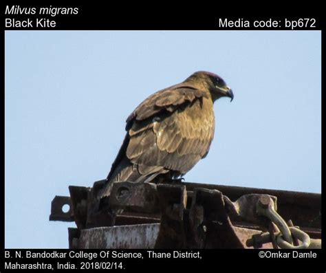 Milvus Migrans Boddaert 1783 Black Kite Birds