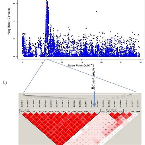 Chromosome Wide Manhattan Plot For Significantly Associated Snps On Download Scientific Diagram
