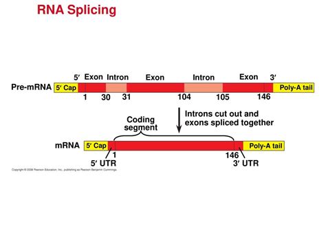 Chapter 17 From Gene To Protein Ppt Download